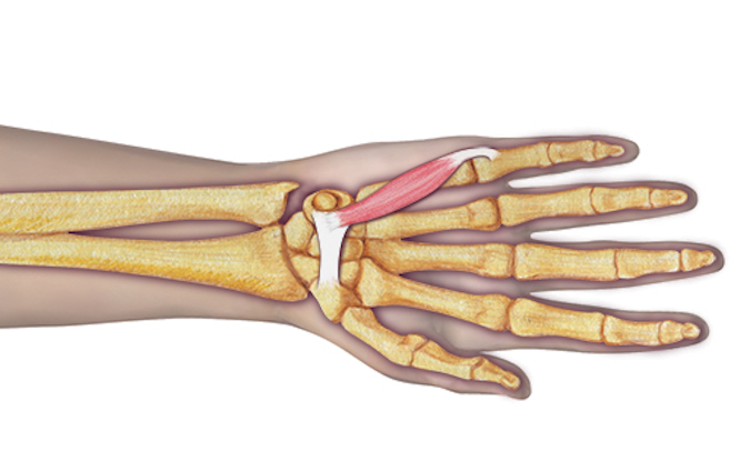 Flexor Digiti Minimi Anatomy | Anatomic Structures at Risk