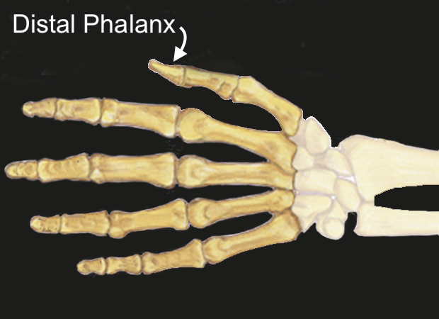 Thumb Distal Phalanx Anatomy | Anatomic Structures at Risk