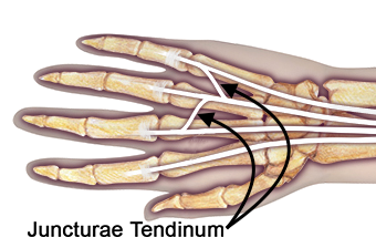 Juncturae Tendinum Anatomy | Anatomic Structures at Risk