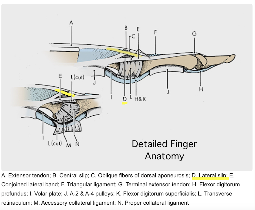 Lateral Slip Exam | Anatomic Structures at Risk