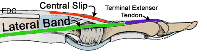 Central Slip Exam | Anatomic Structures at Risk