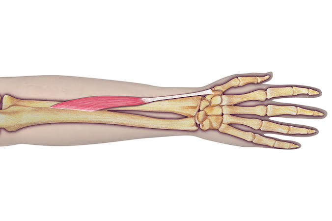 Abductor Pollicis Longus (APL) Anatomy | Anatomic Structures at Risk