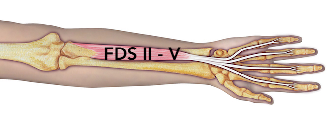 Flexor Digitorum Superficialis Exam Section 7 | Anatomic Structures at Risk