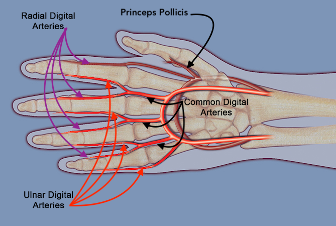 Common Digital Arteries in Second, Third and Fourth Webs and Vein Exam ...