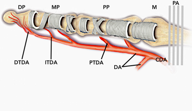 Radial and Ulnar Digital Arteries Index, Long, Ring and Little and Vein ...