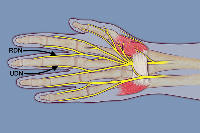 Little Ulnar Digital Nerve and Vein Anatomy | Anatomic Structures at Risk