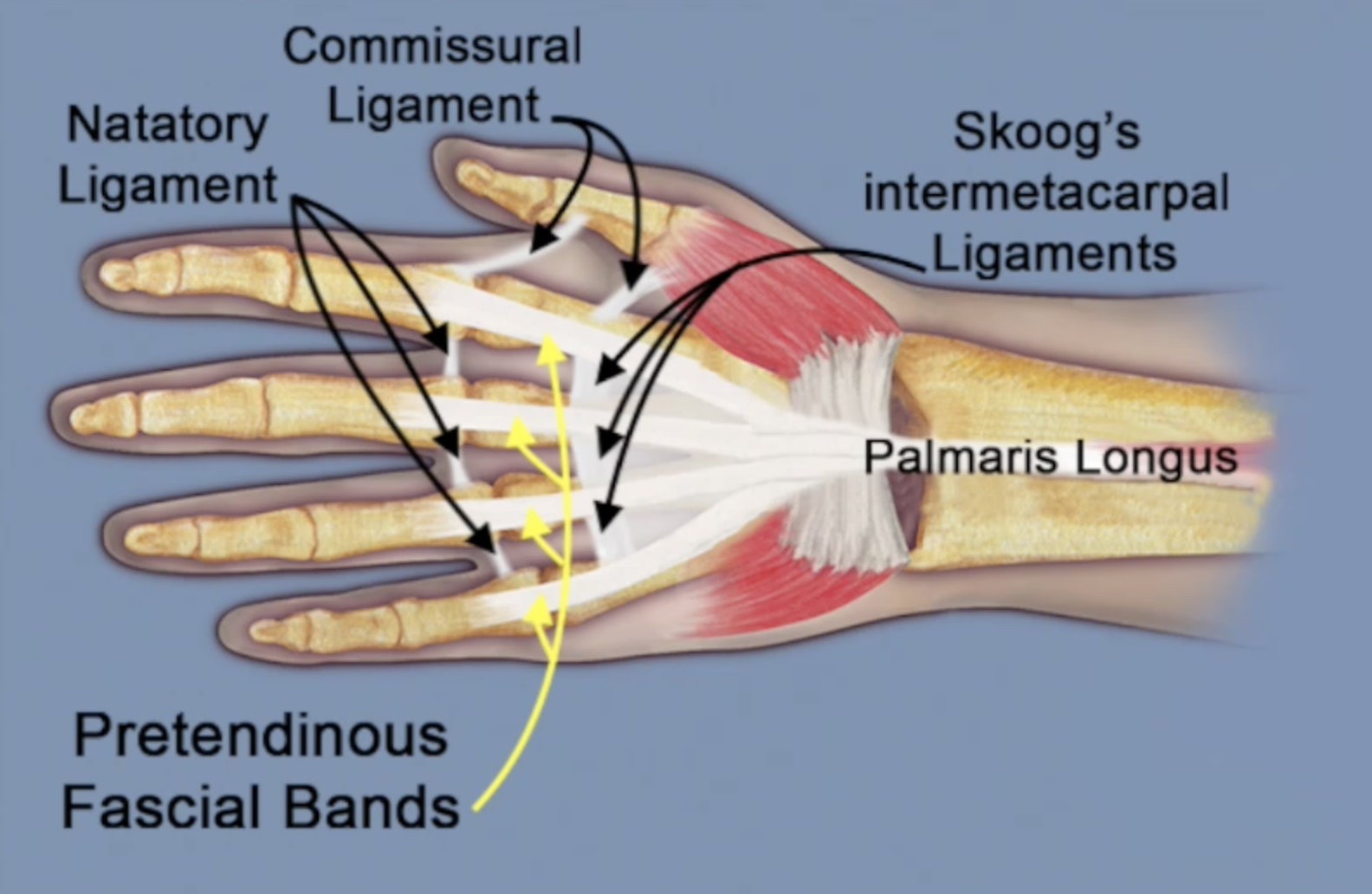 Palmar Skin Retention Ligaments | Anatomic Structures at Risk