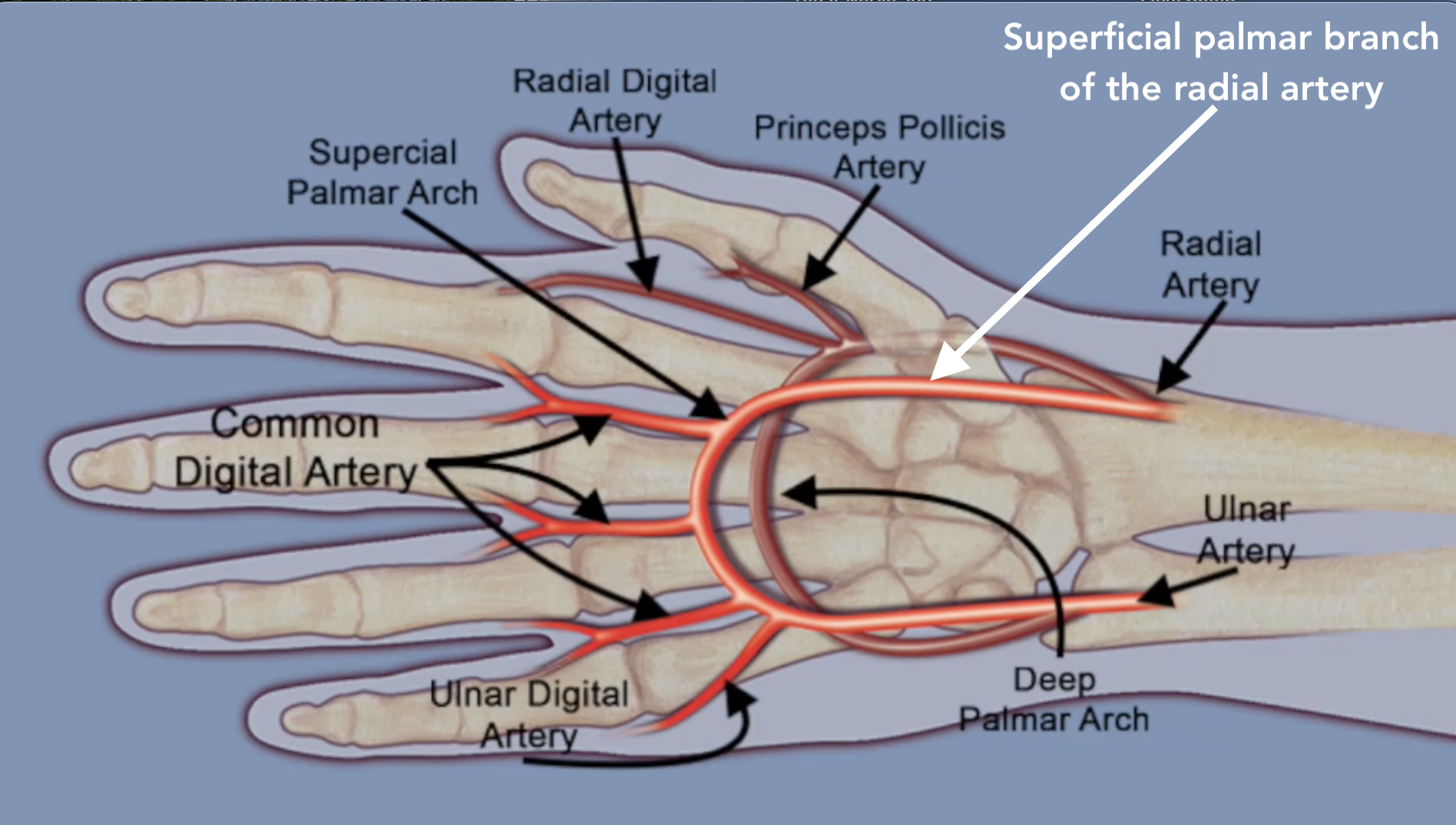 Superficial Arch and Superficial Branch of Radial Artery | Anatomic ...