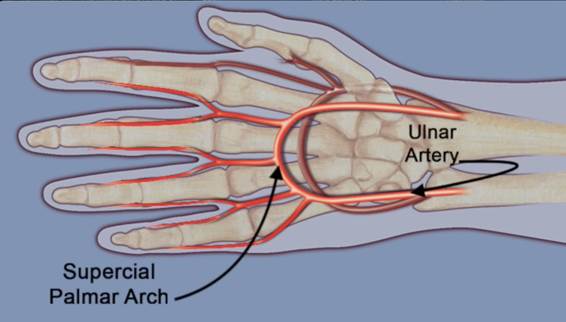 Superficial Arch and Superficial Branch of Radial Artery | Anatomic ...